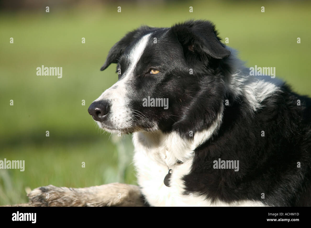 Purebred border collie dog Model Released Image Stock Photo - Alamy