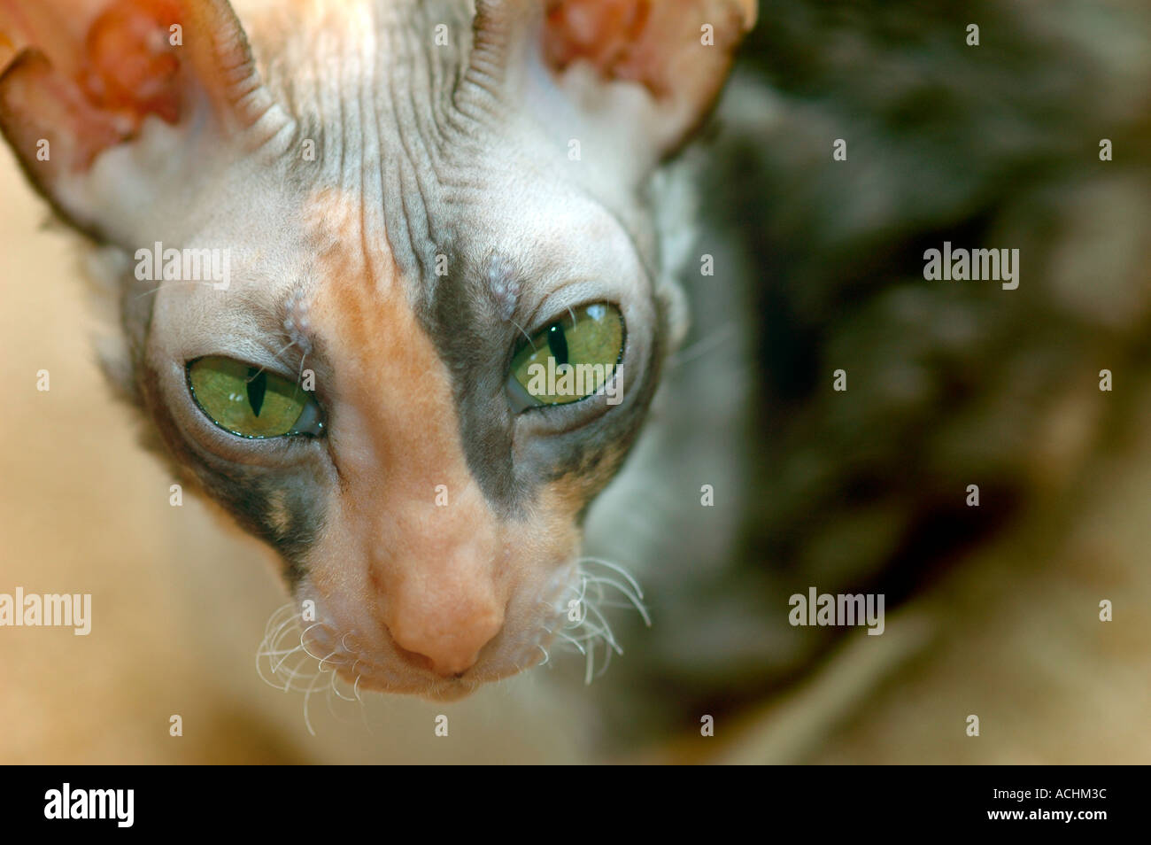 Female Cornish Rex cat for show in CFA TICA and is a family pet for ...