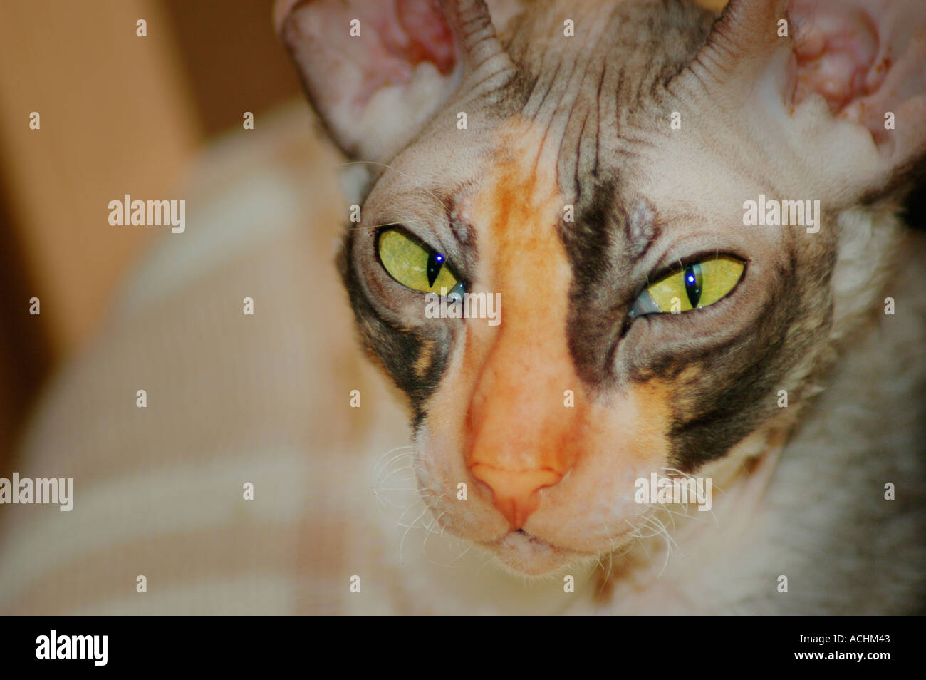 Rex hunt hi-res stock photography and images - Alamy