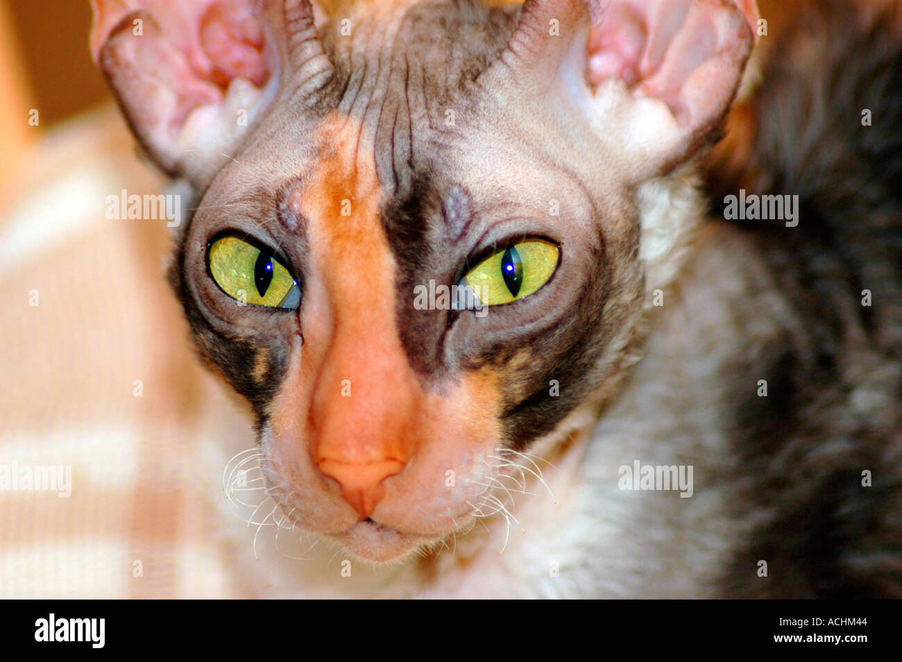 Female Cornish Rex cat for show in CFA TICA and is a family pet for ...