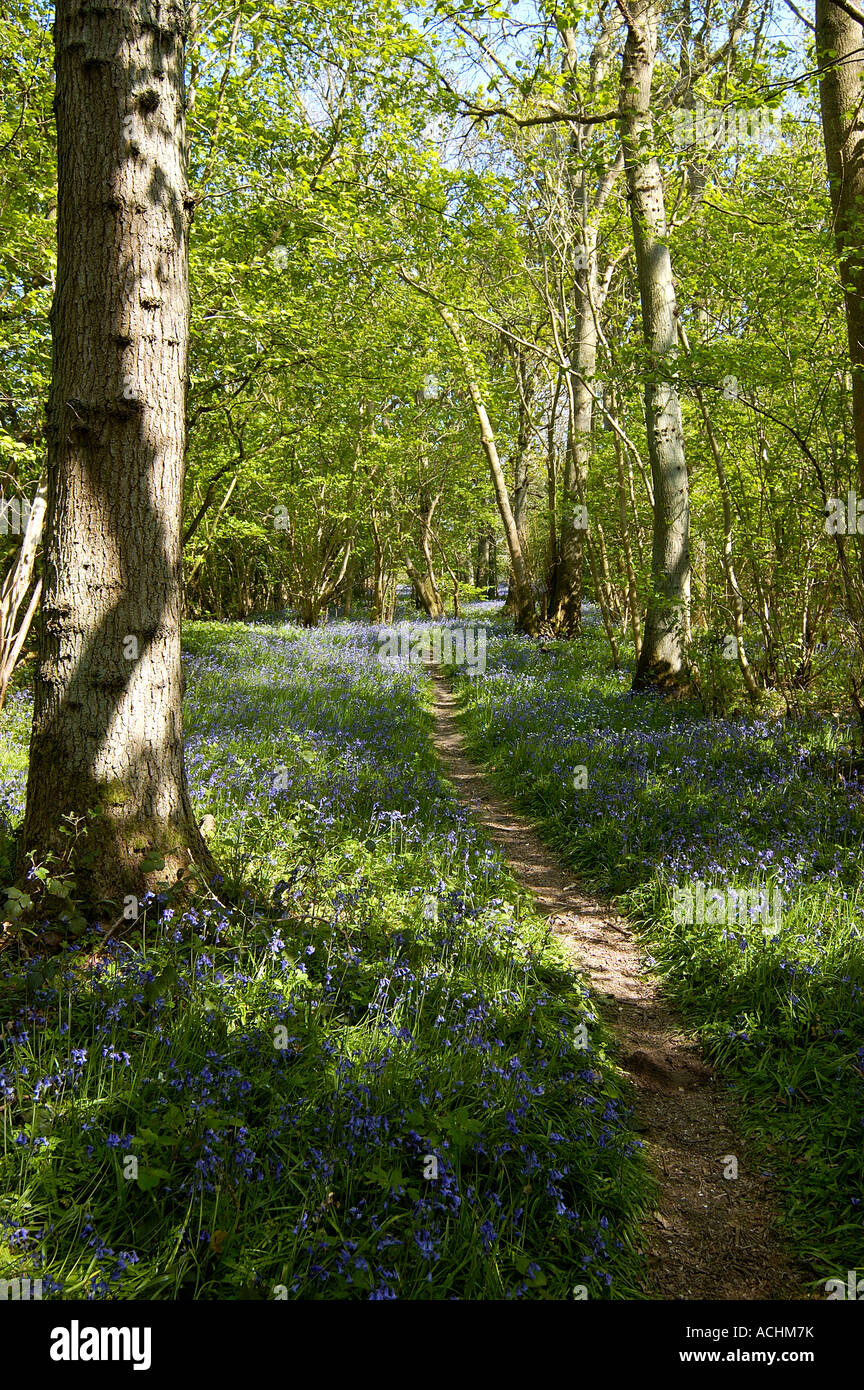 Woodland walk through bluebells in Foxley Wood Norfolk Stock Photo - Alamy