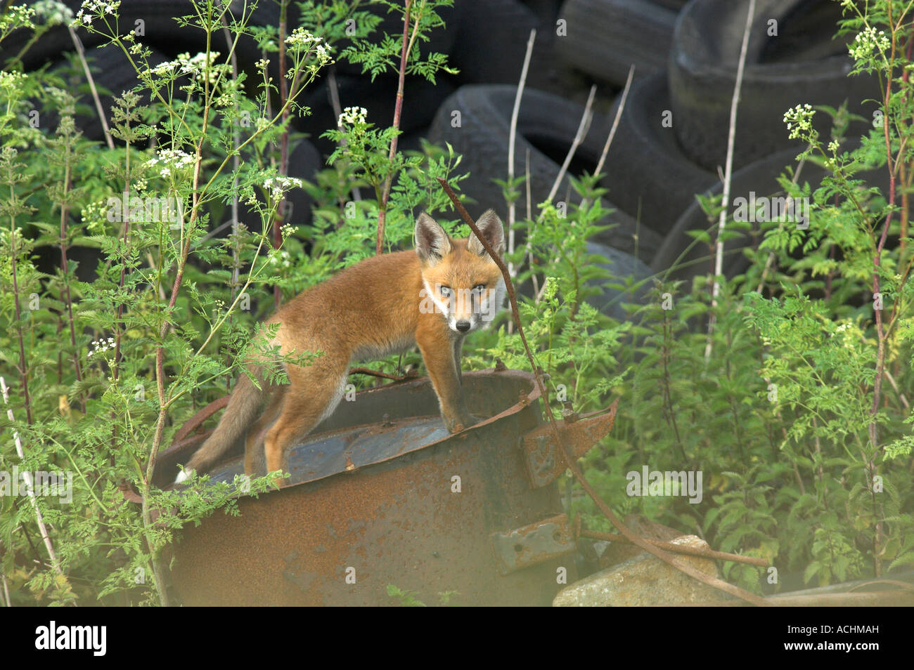Red Fox Vulpes vulpes cub climbing on rusty oil drum Kent England Stock Photo - Alamy