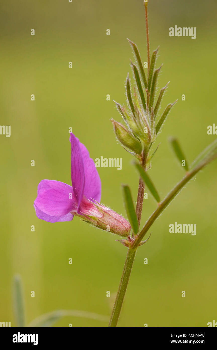 Common Vetch Vicia sativa Stock Photo - Alamy