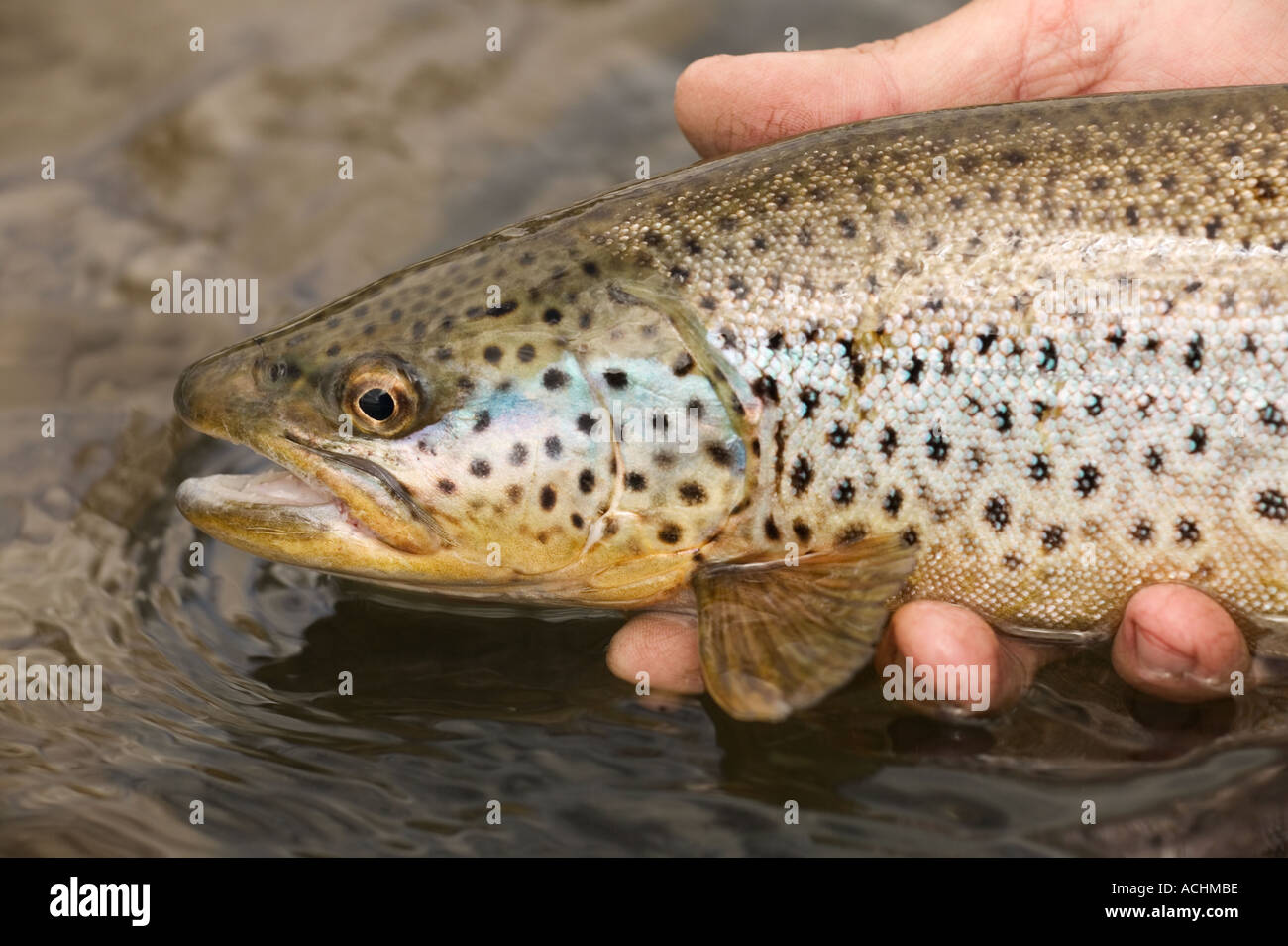 Releasing a hi-res stock photography and images - Alamy