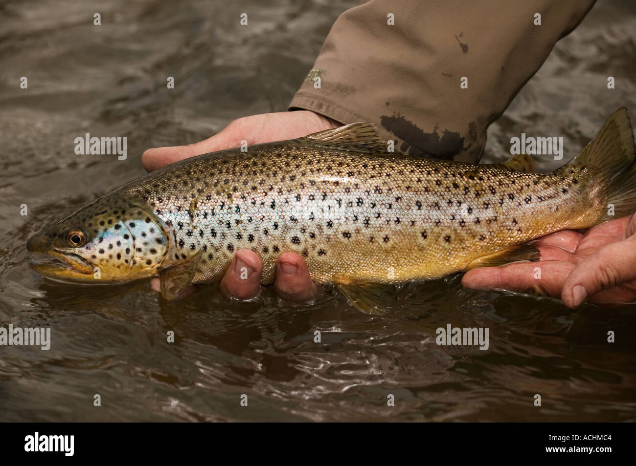 Releasing a Brown Trout Stock Photo - Alamy