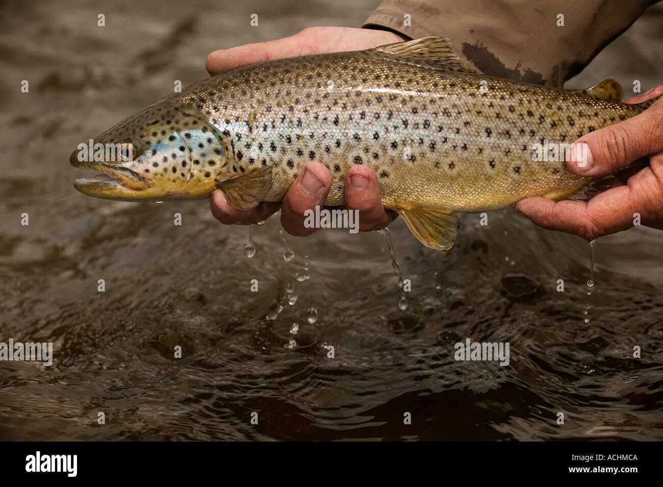 Releasing a Brown Trout Stock Photo - Alamy