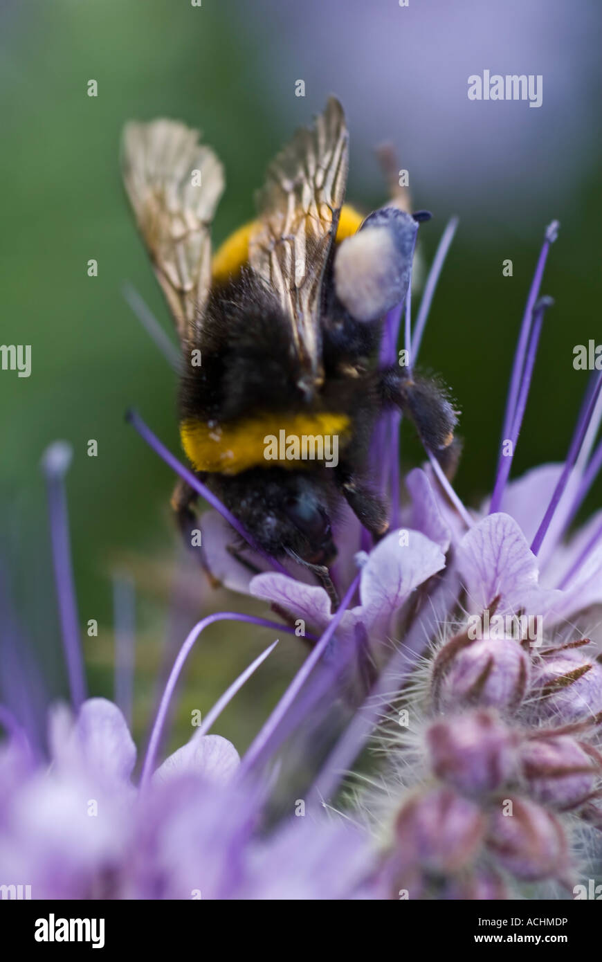 Phacelia plant SCORPION HYDROPHALLACEAE WEED BUFF TAIL BEE Apidae ...