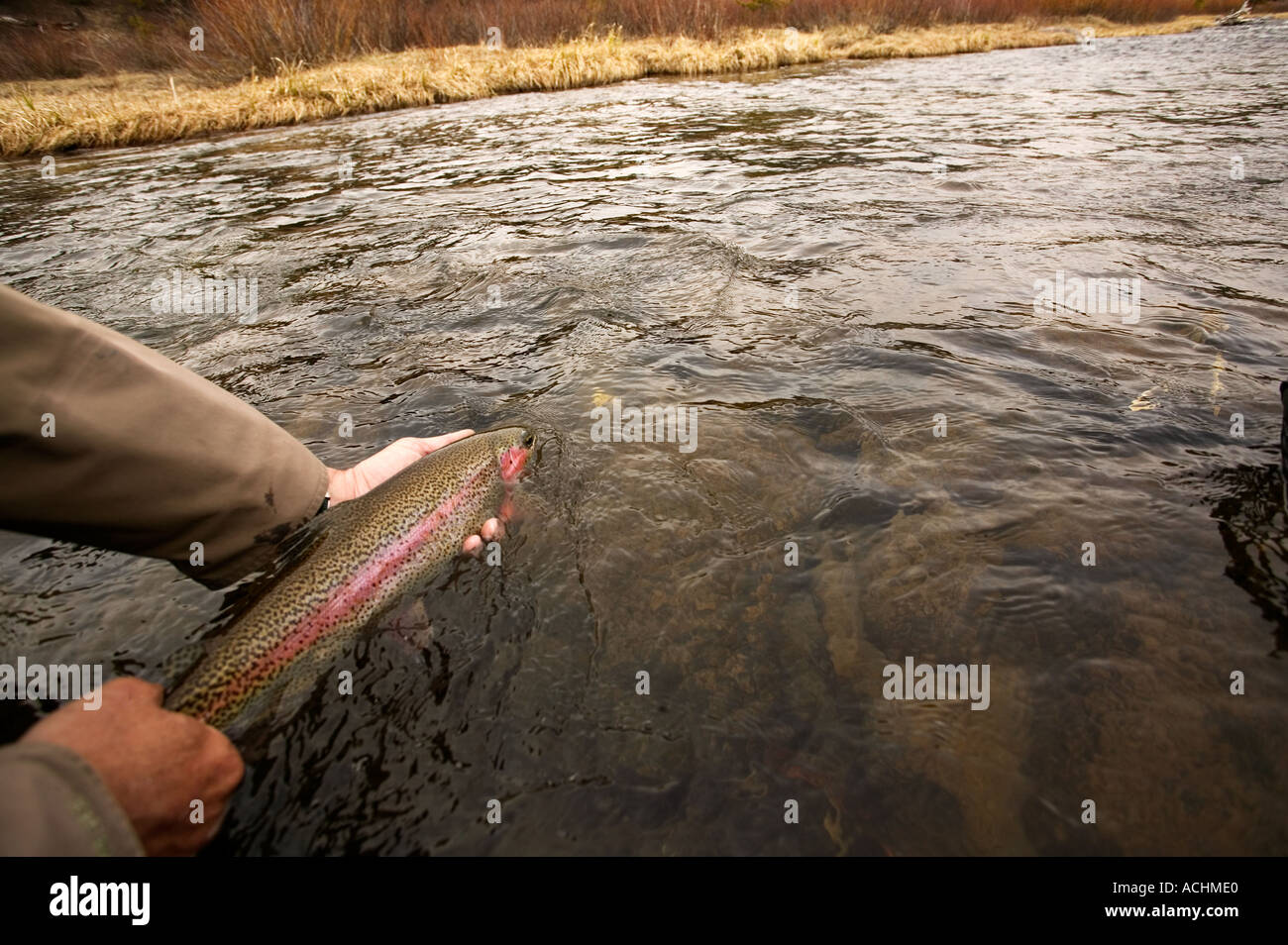 Releasing wild Rainbow trout Model Released Image Stock Photo - Alamy