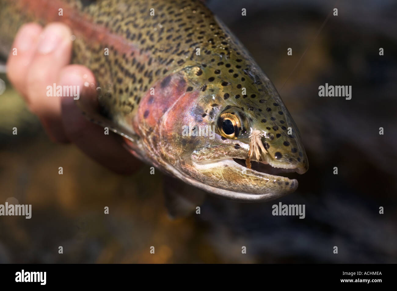 Self releasing hi-res stock photography and images - Alamy