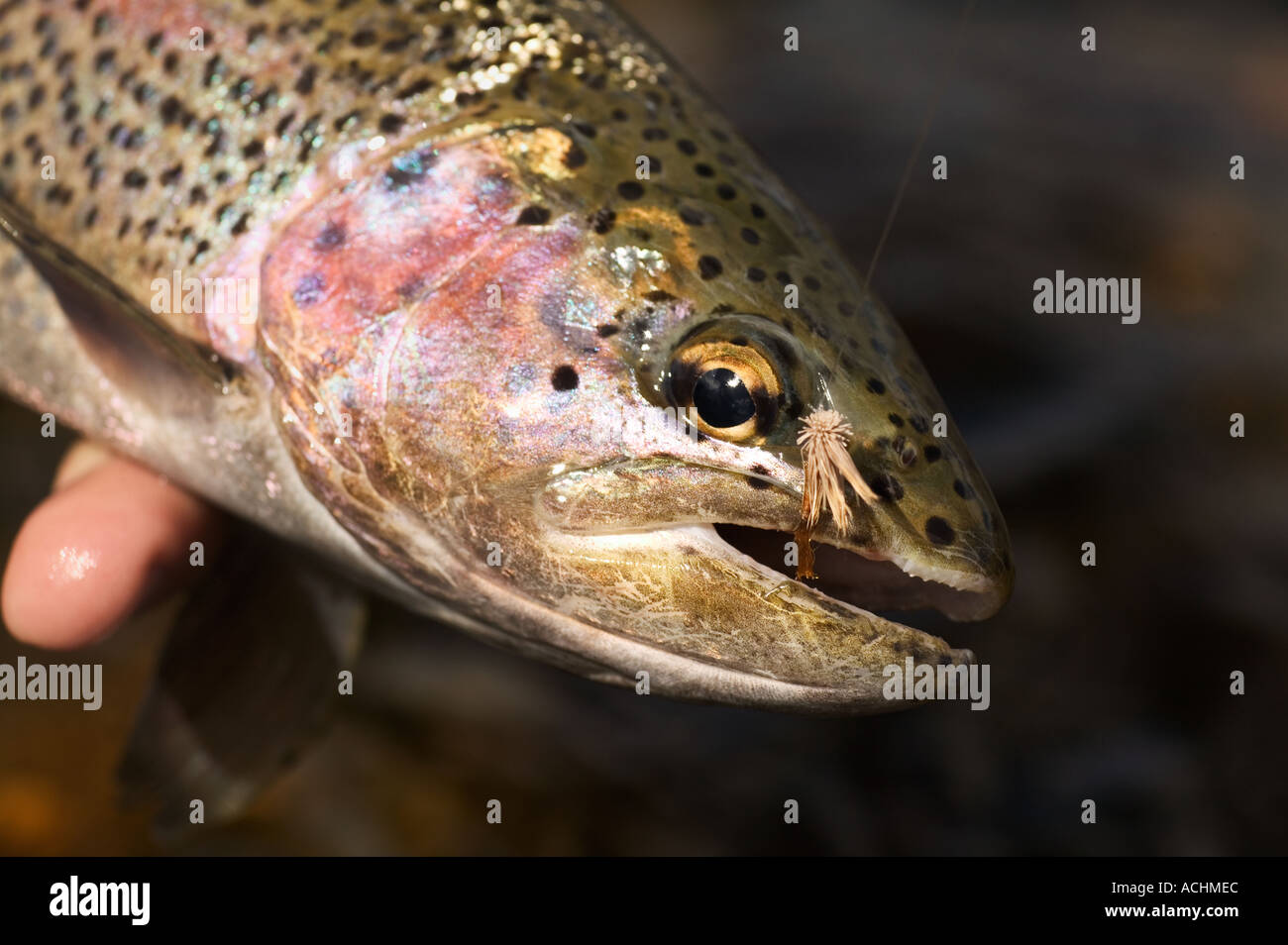 Releasing wild Rainbow Trout Model Released Image Stock Photo - Alamy