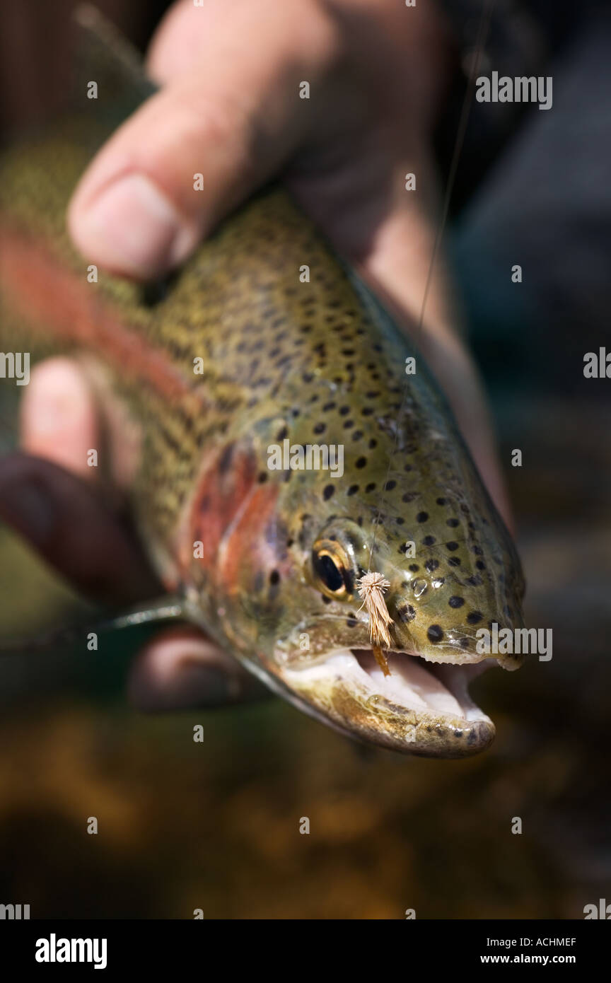 Releasing wild Rainbow Trout Model Released Image Stock Photo - Alamy