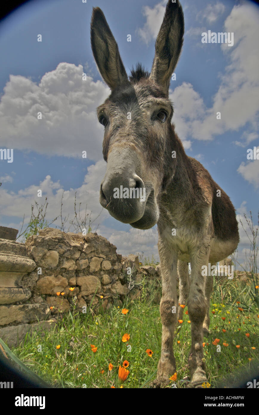 Amusing donkey in the wild spring flowers on a sunny day Volubilis ...