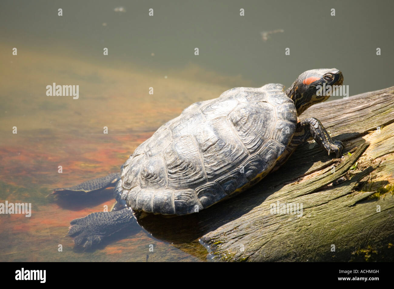 Tortoise in water Stock Photo - Alamy