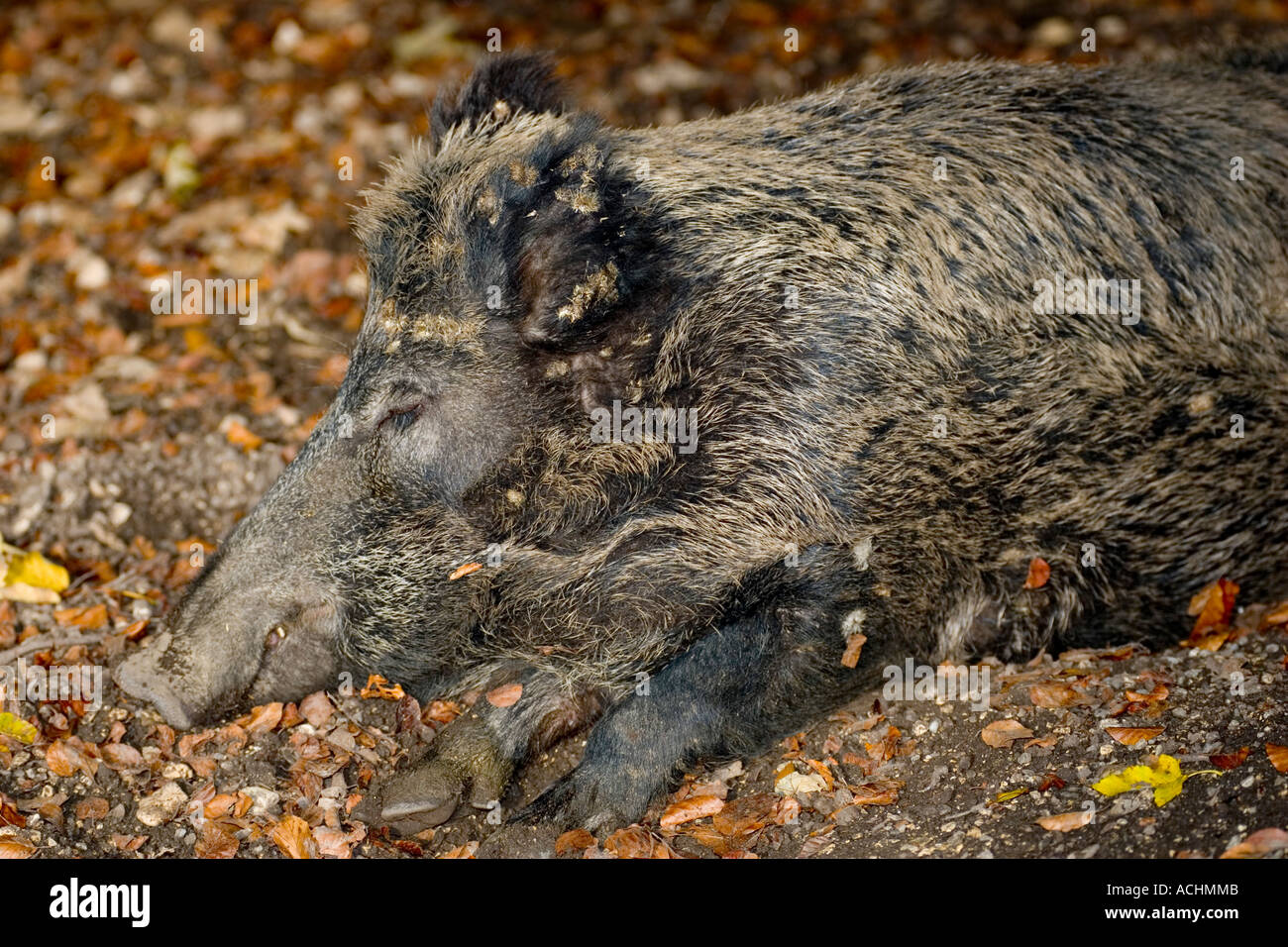 Sleeping wild pig Stock Photo - Alamy