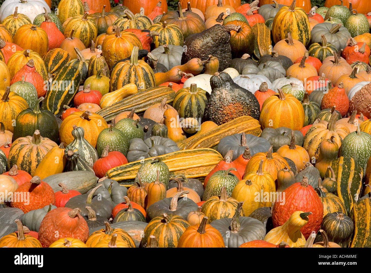 Bulk pumpkins hi-res stock photography and images - Alamy