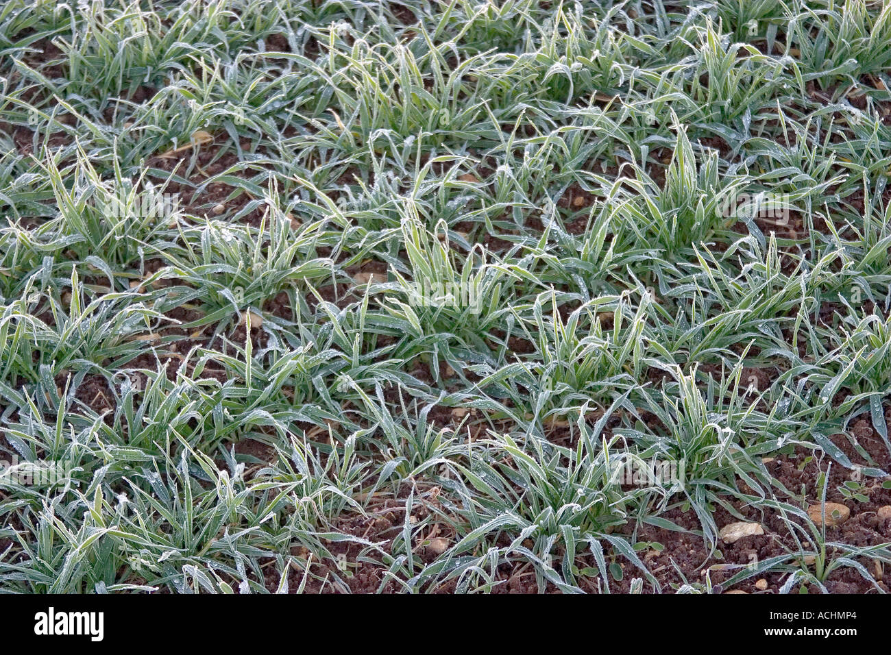Meadow after a night frost Stock Photo - Alamy