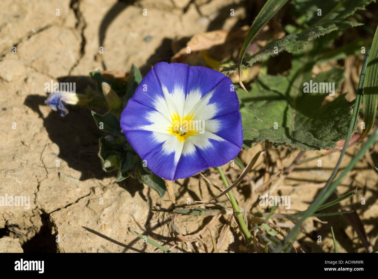 Dwarf Convolvulus Convolvulus Tricolor Stock Photos & Dwarf Convolvulus ...