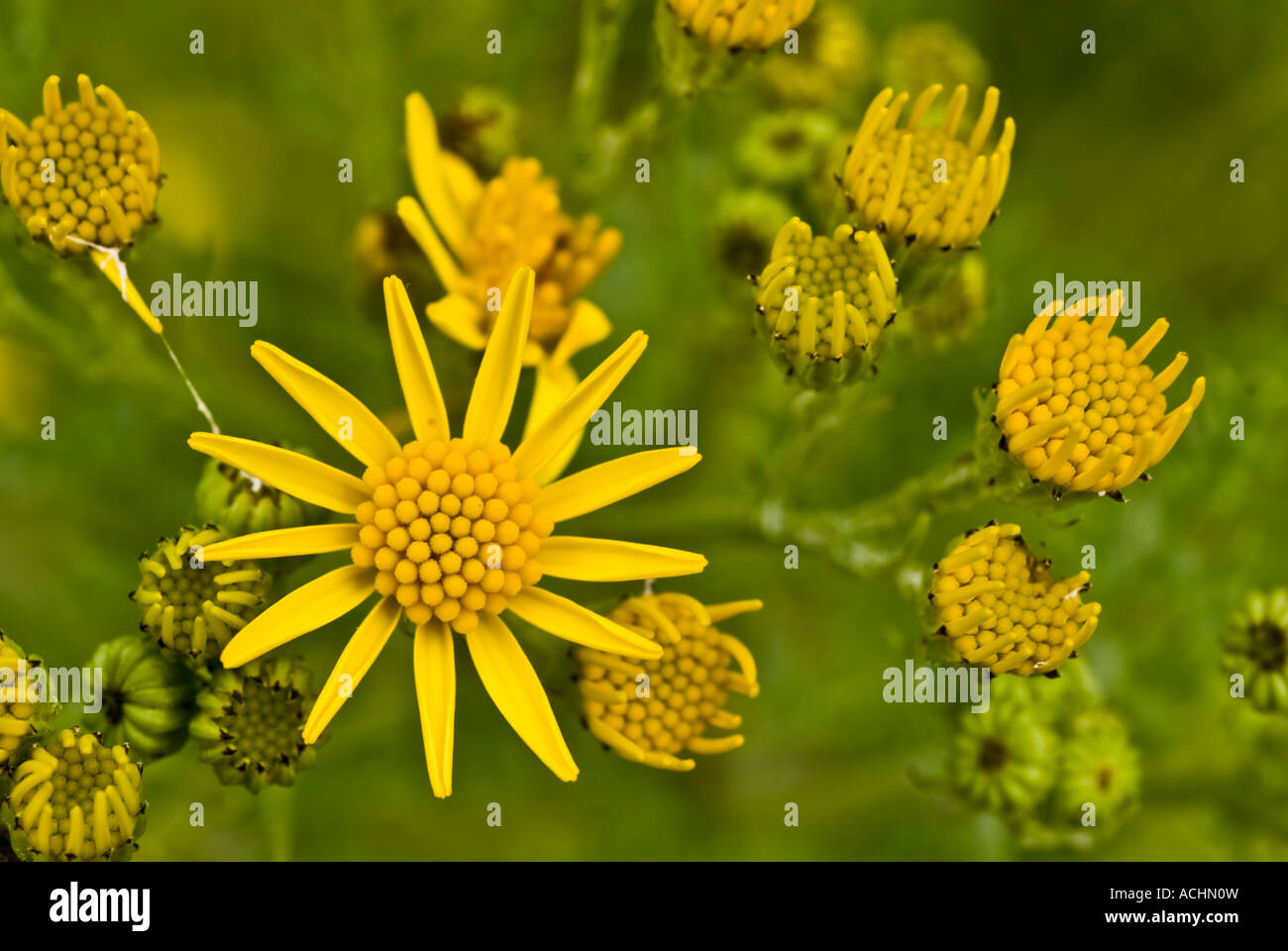 Senecia hi-res stock photography and images - Alamy