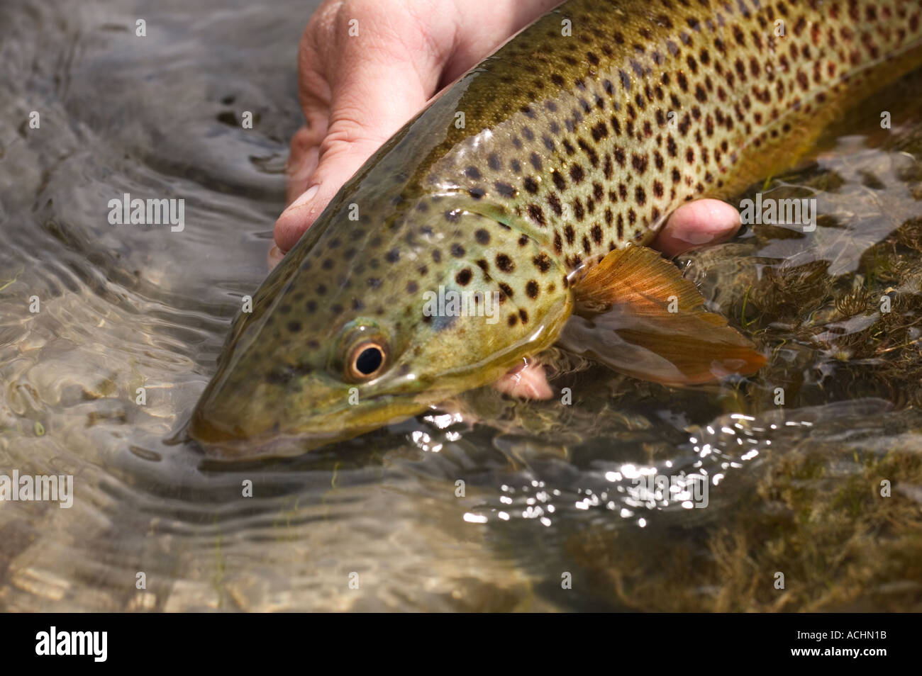 Fishing trout hands hi-res stock photography and images - Alamy