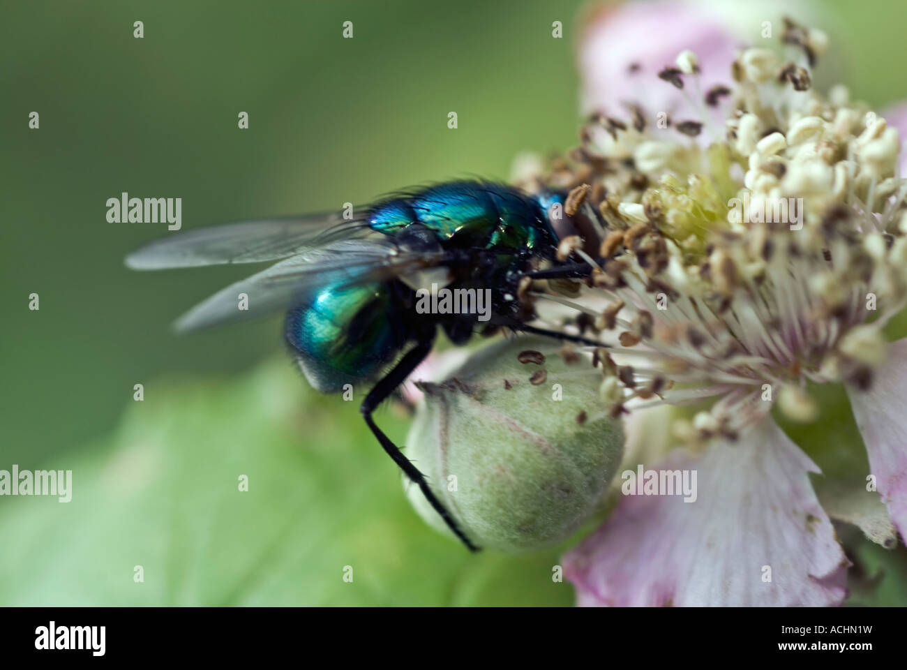 Green blow fly Stock Photo - Alamy