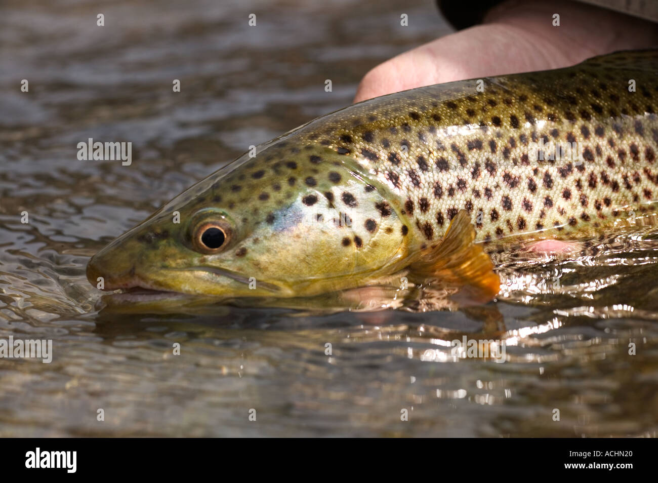 Releasing a Brown Trout Stock Photo - Alamy