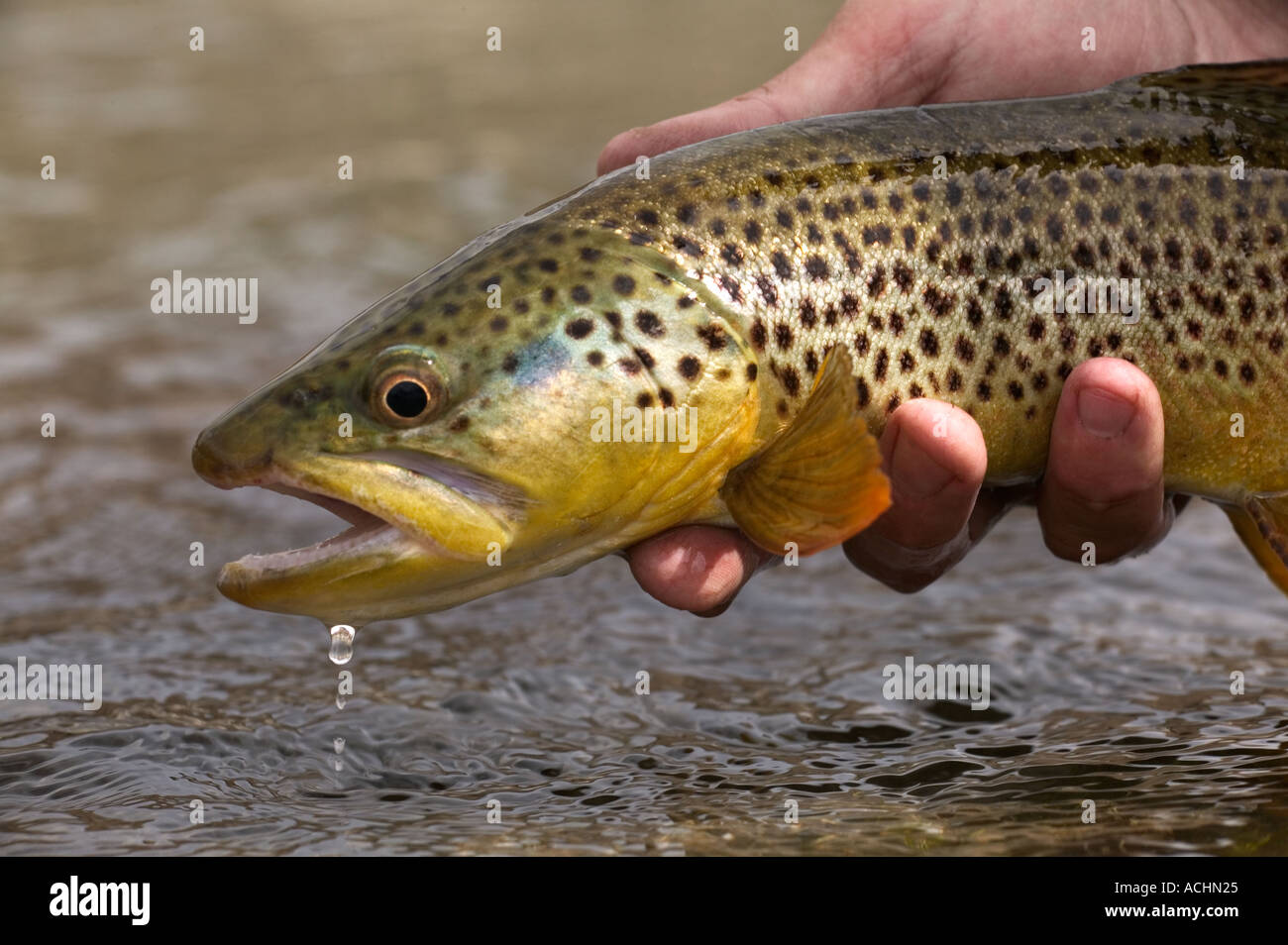 Fishing trout hands hi-res stock photography and images - Alamy