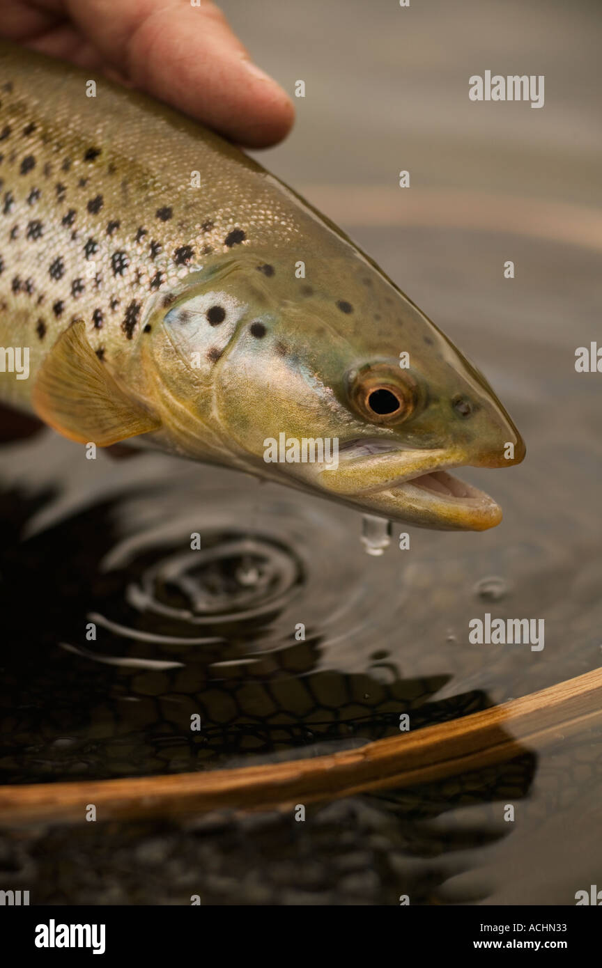 Releasing a Brown Trout Stock Photo - Alamy