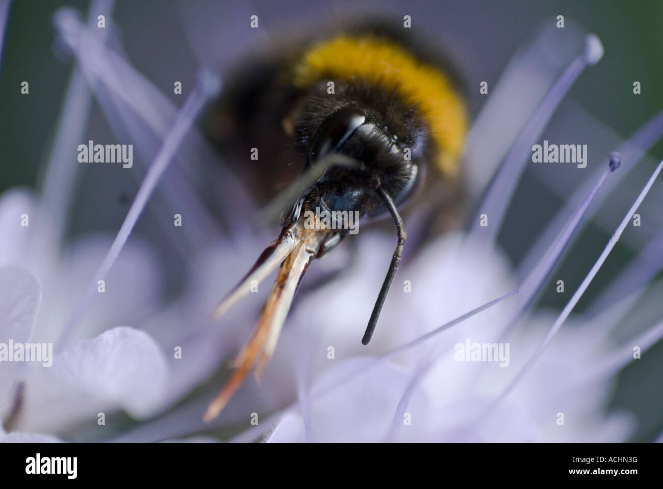 FACE BUFF TAIL BEE Phacelia plant WEED SCORPION HYDROPHALLACEAE Stock ...