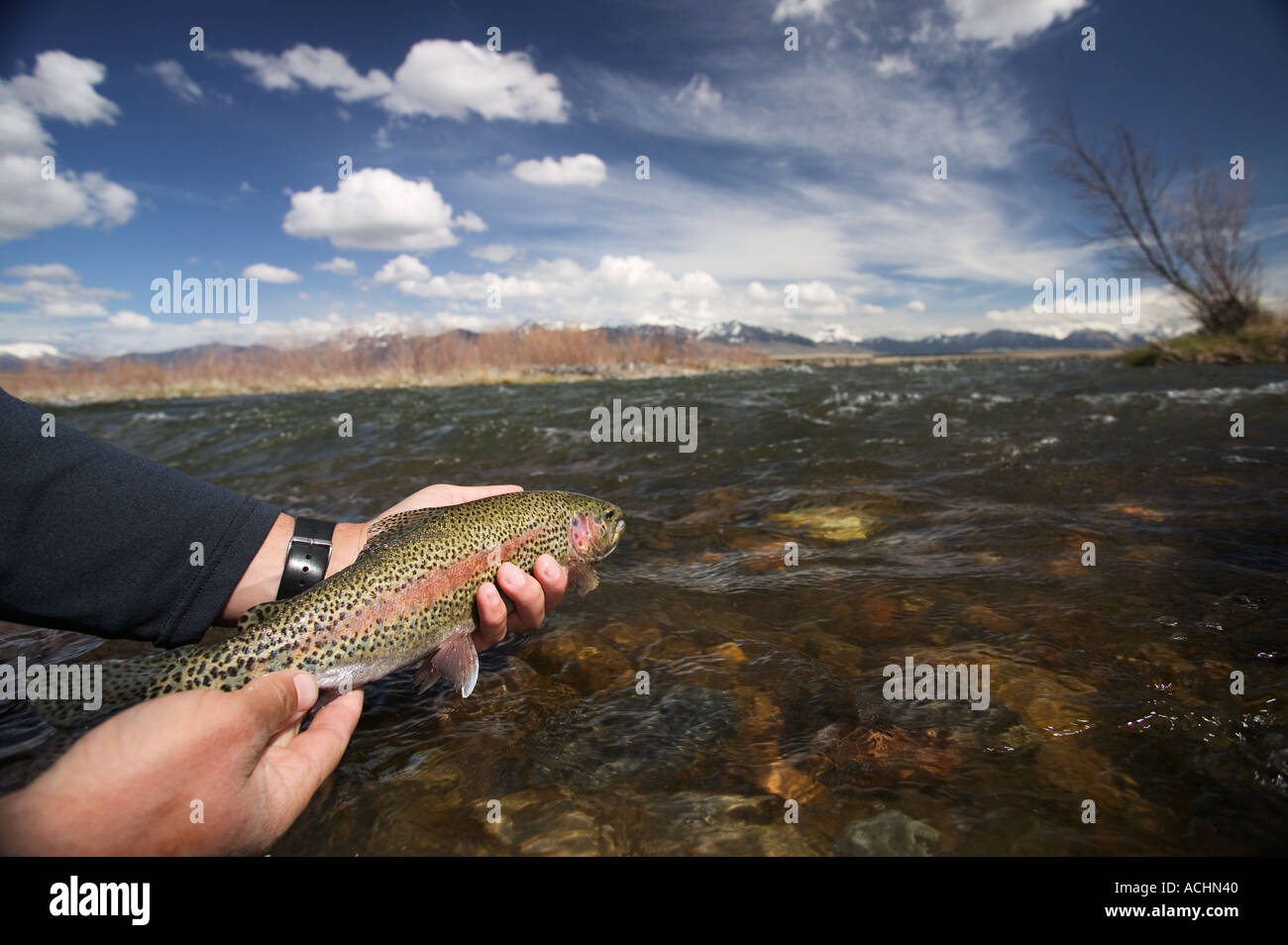 Releasing wild Rainbow Trout Model Released Image Stock Photo - Alamy