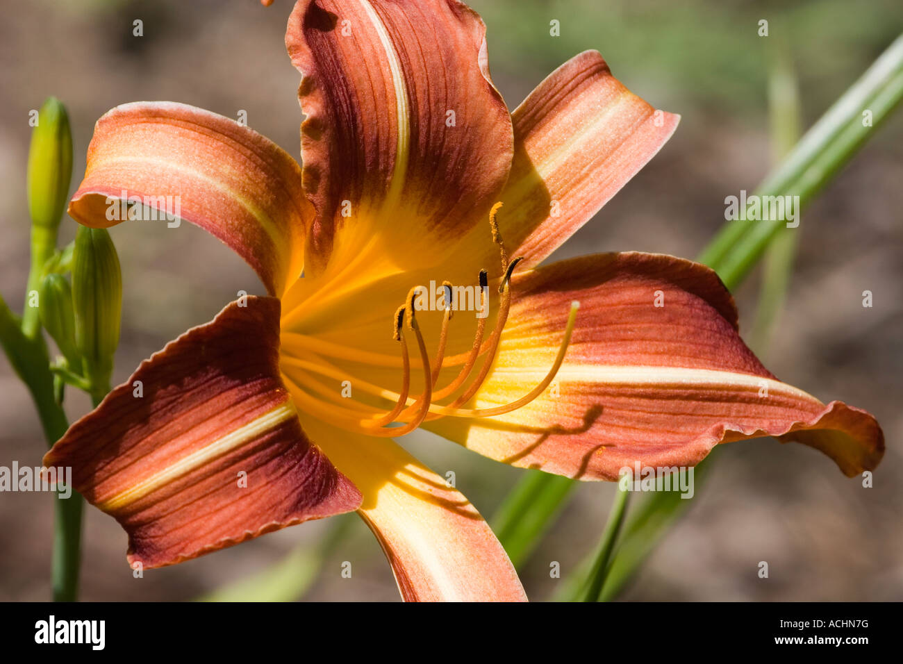 Orange lillies hi-res stock photography and images - Alamy