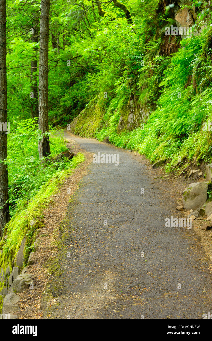 Path through the forest Stock Photo - Alamy