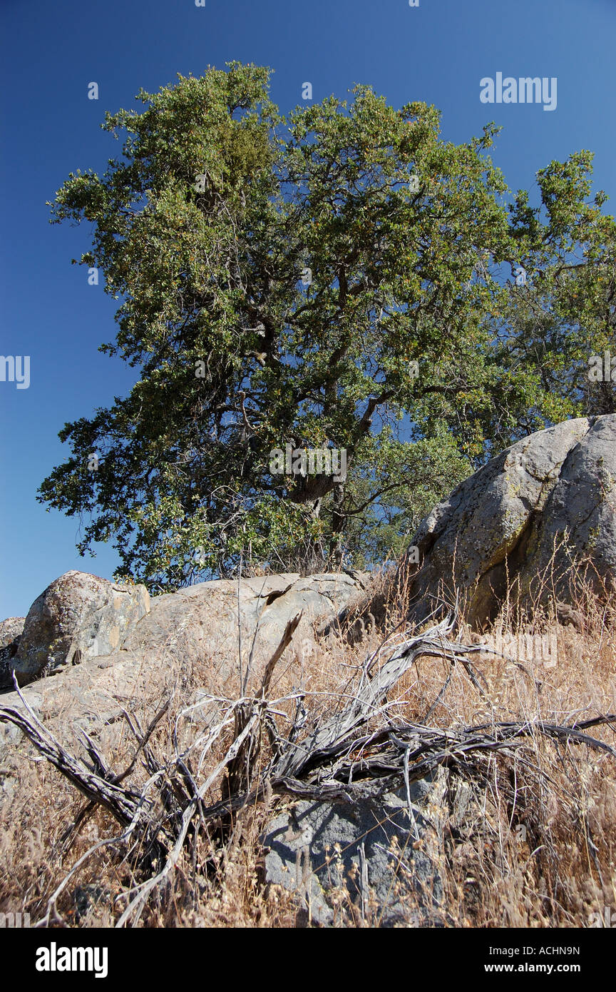 Oak tree in sierra foothills hi-res stock photography and images - Alamy