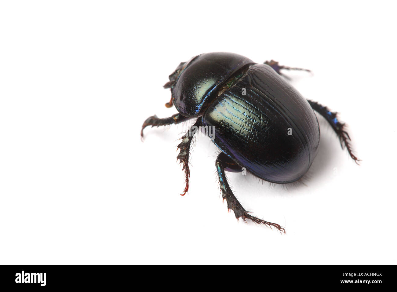 Beetle biodiversity Cut Out Stock Images & Pictures - Alamy
