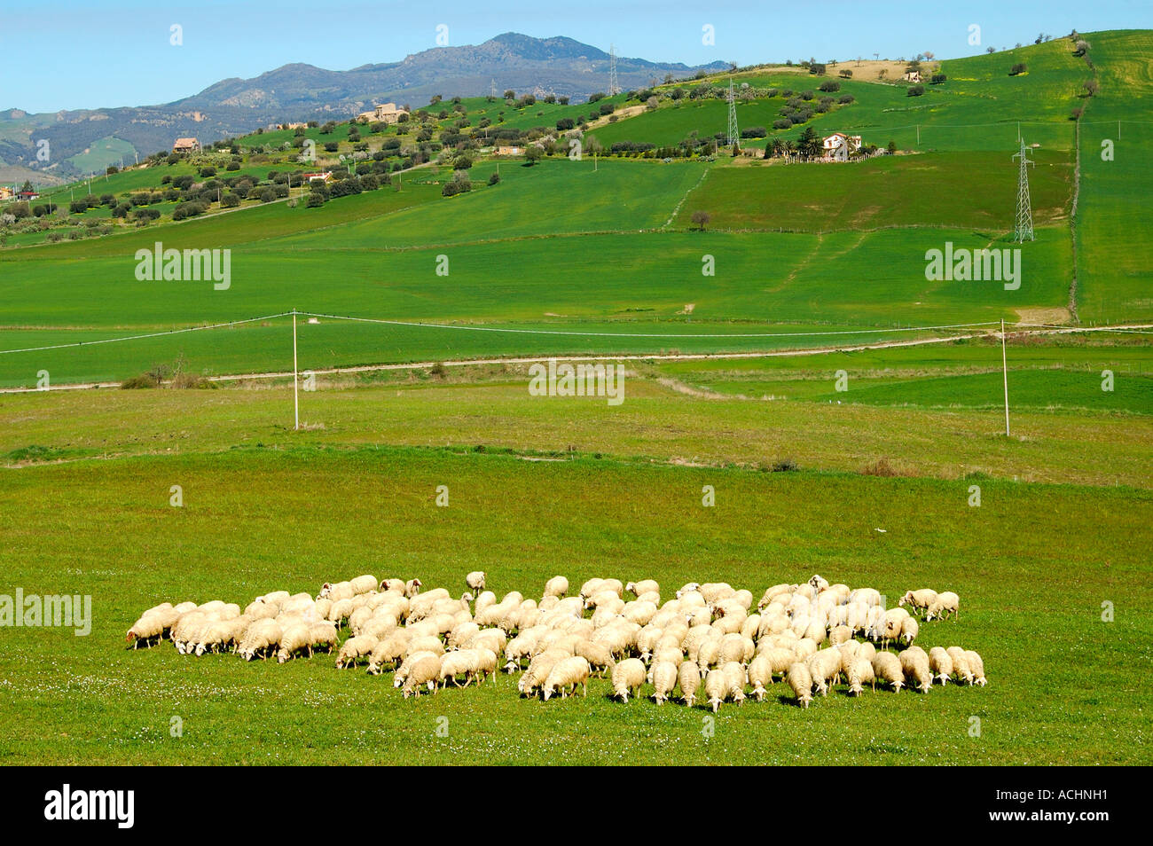 Italy sheep hi-res stock photography and images - Alamy