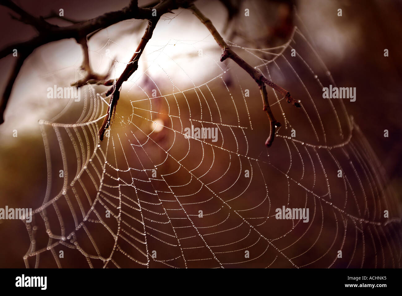 Spider webs in the woods hi-res stock photography and images - Alamy