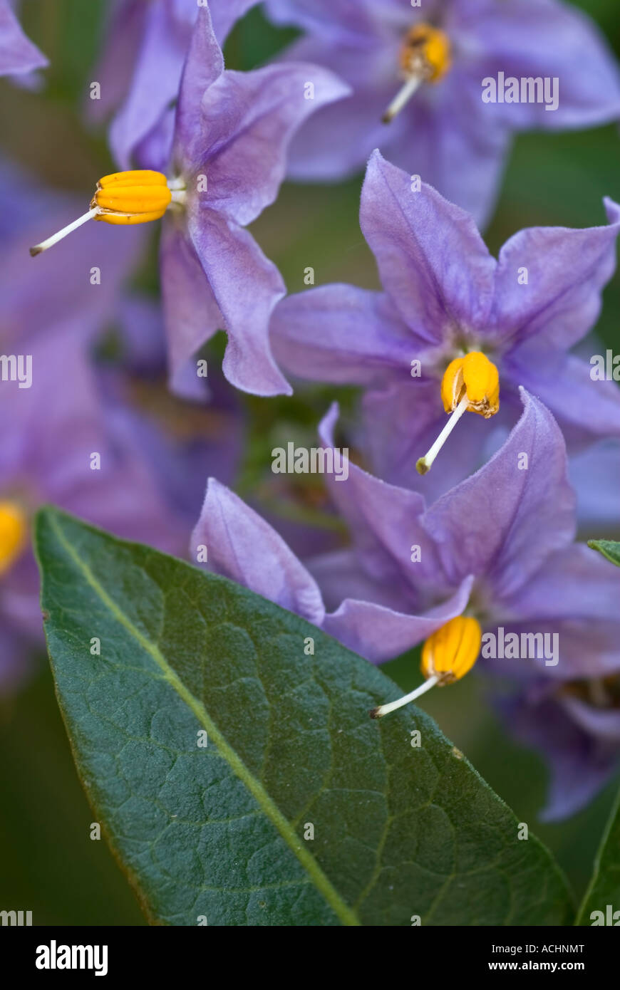 Climbing nightshade solanum dulcamara hi-res stock photography and ...