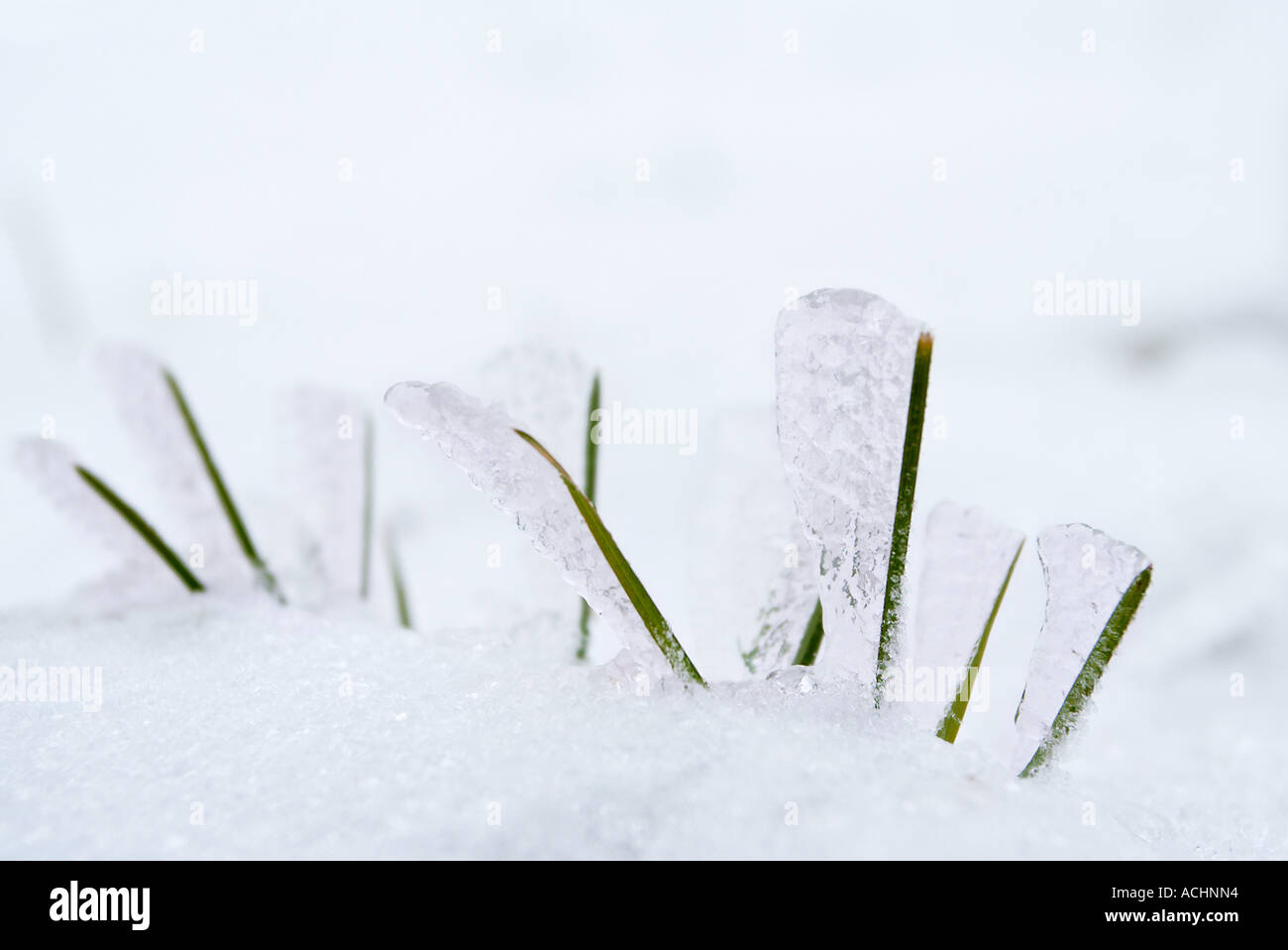 Ice crystals on grass hi-res stock photography and images - Alamy