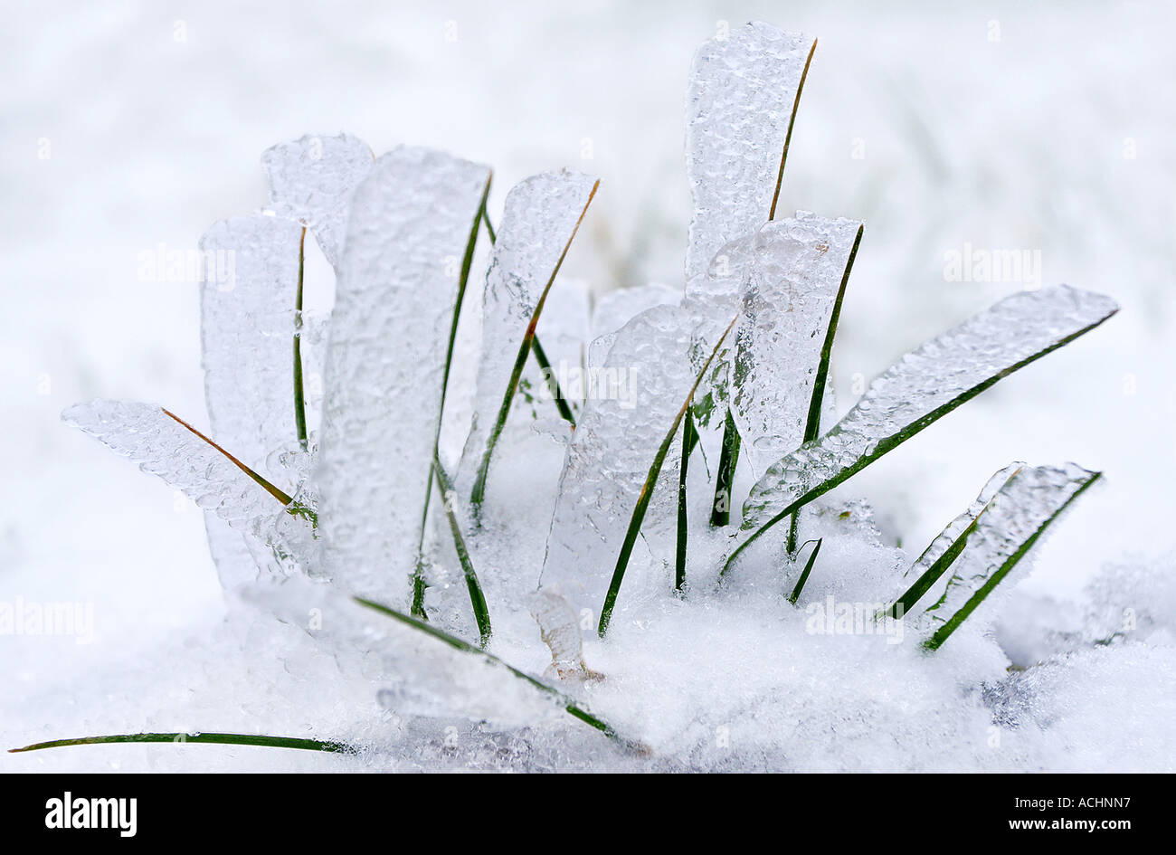 Ice crystals on meadow hi-res stock photography and images - Alamy