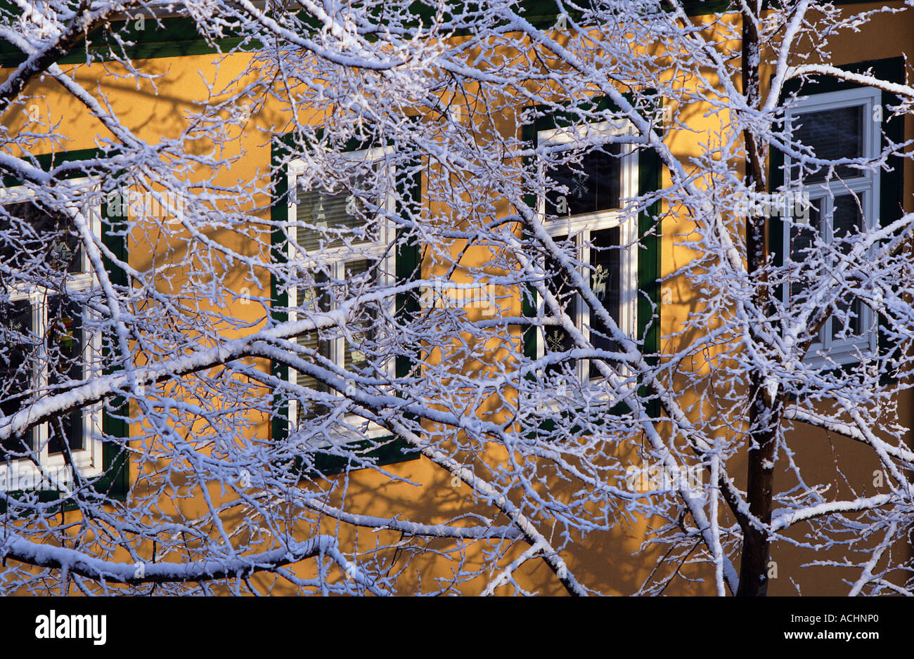 Snow covered trees after sudden ingress of winter Stock Photo - Alamy