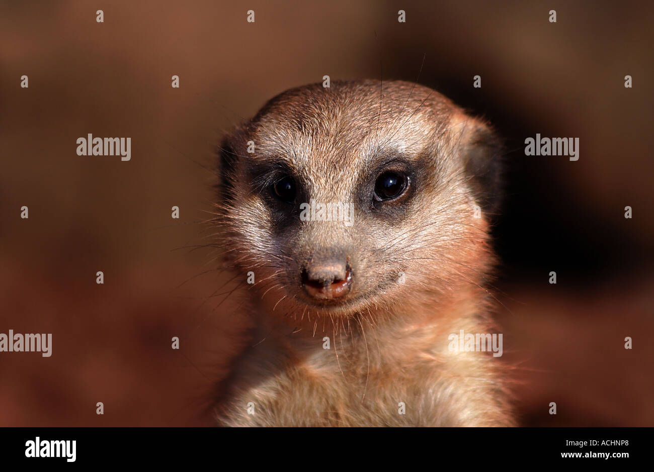 Funny meerkat hi-res stock photography and images - Alamy