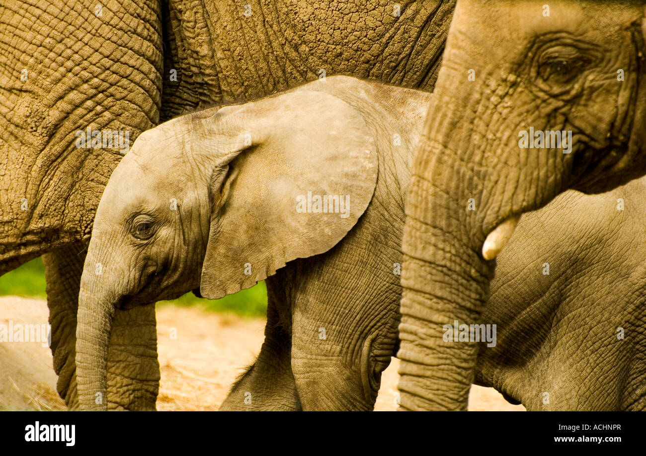 Elephant Family on the Move Stock Photo - Alamy
