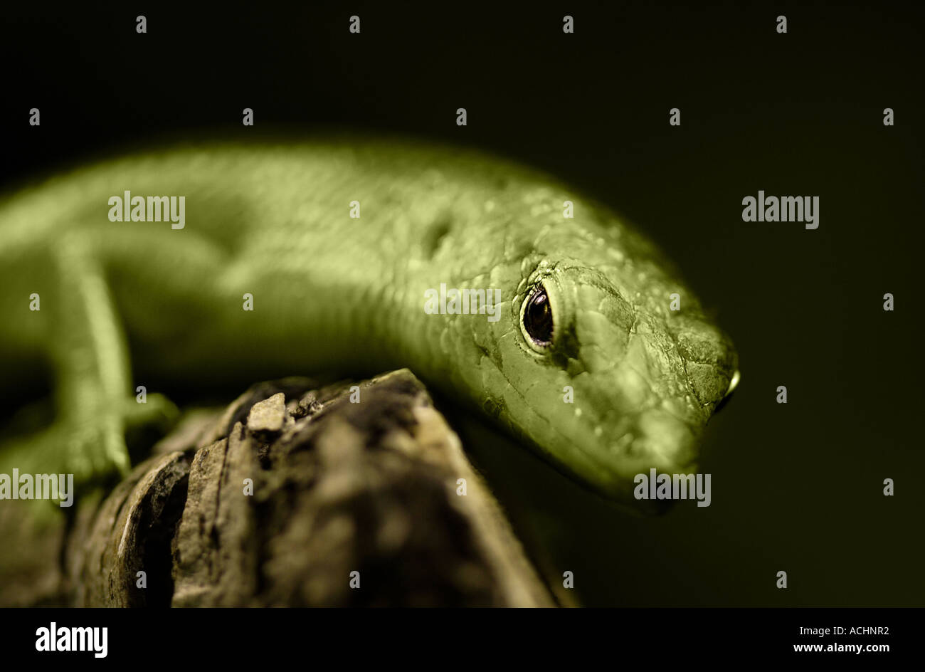 Green gecko sitting on a branch Stock Photo - Alamy