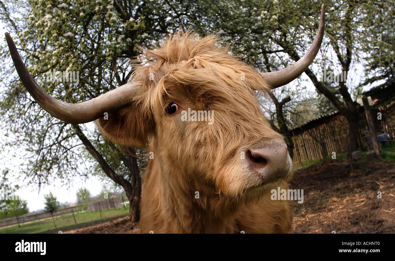 Ox looking curiously Stock Photo - Alamy