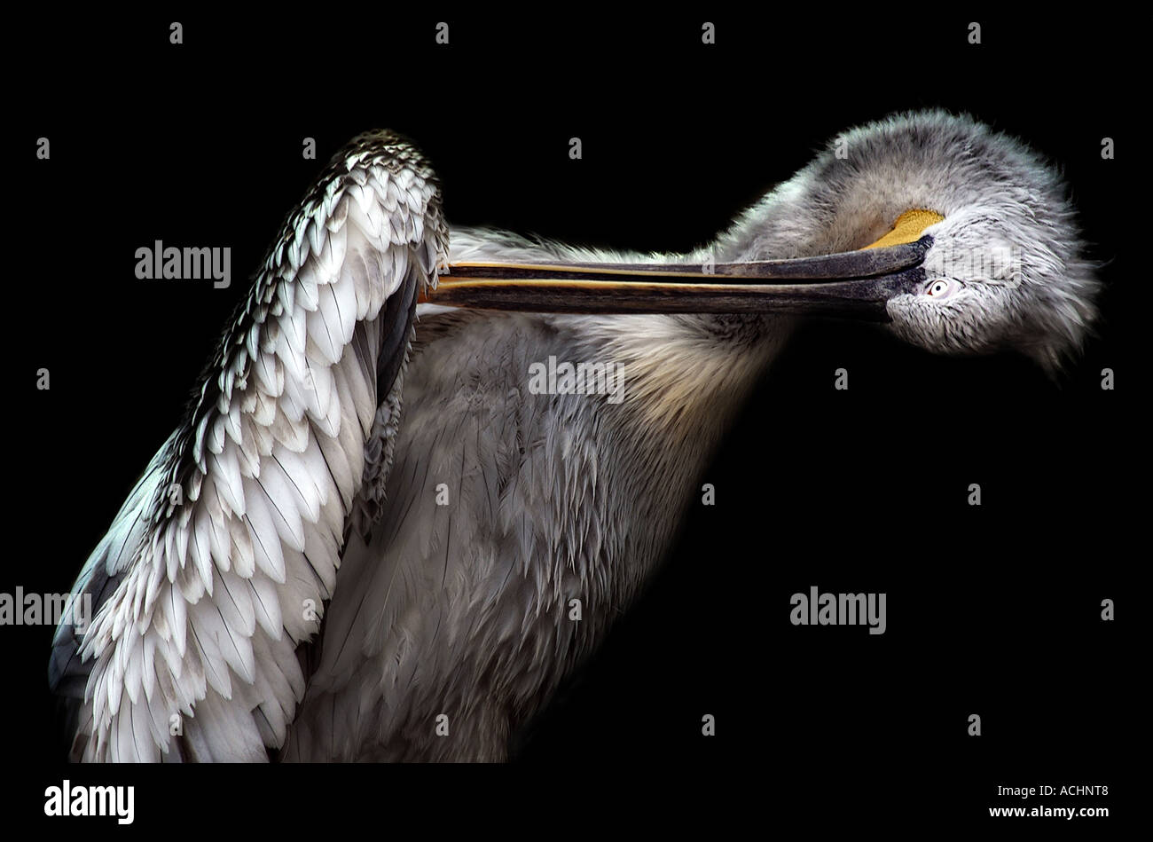 Grooming behaviour of birds hi-res stock photography and images - Alamy