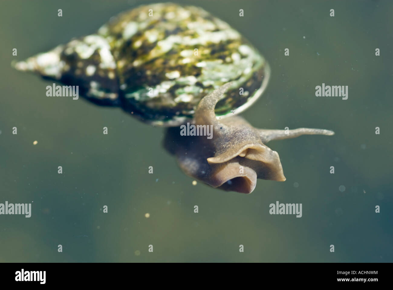 Great pond snail Limnaea stagnalis Stock Photo - Alamy