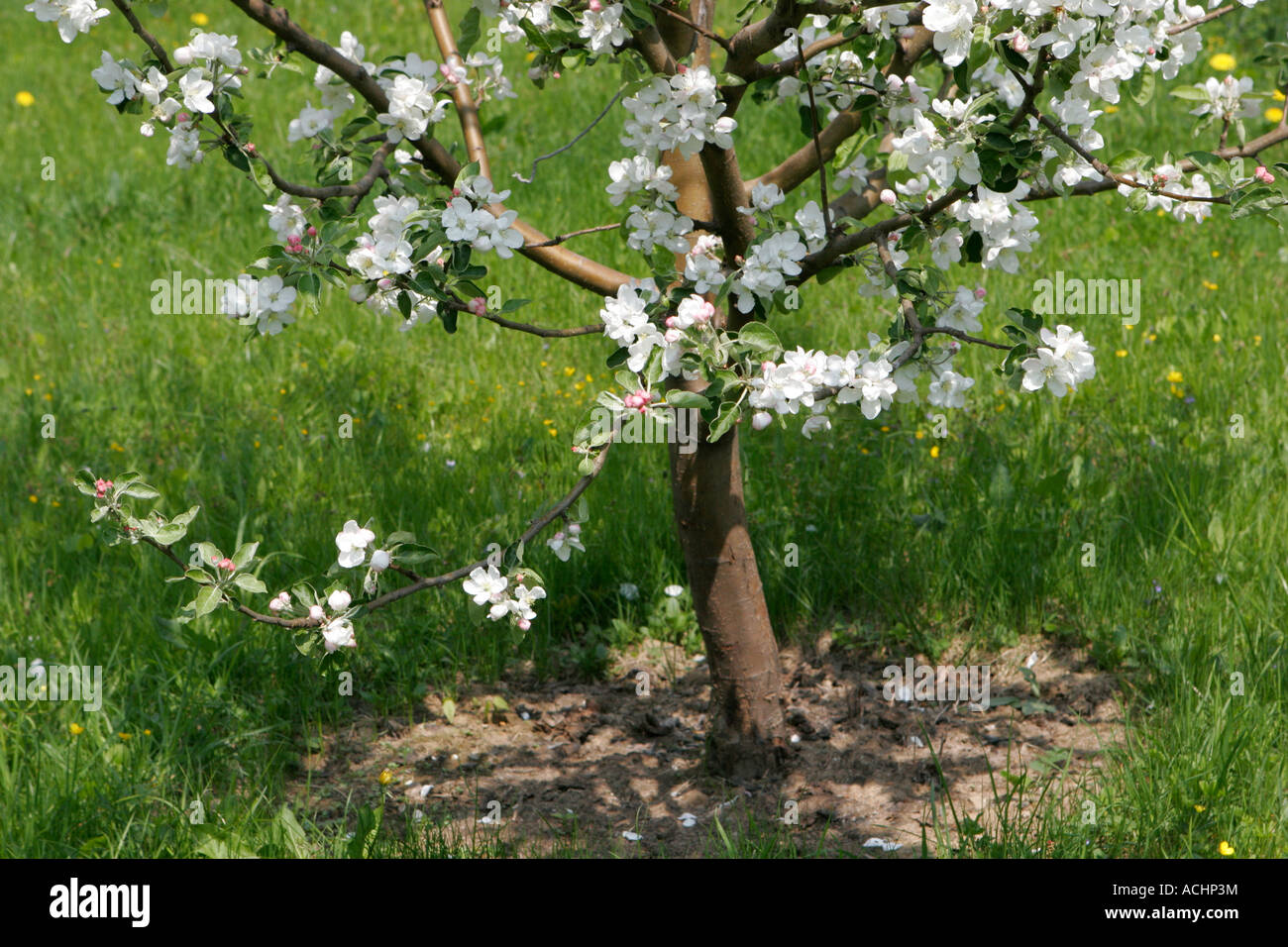 Apple tree in flowers Stock Photo - Alamy
