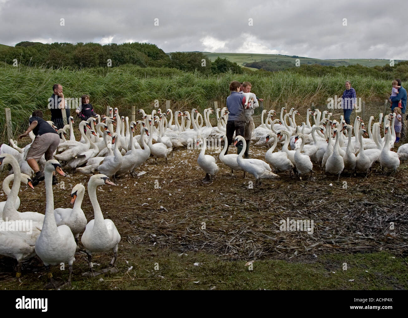 Swan count Abbotsbury, Dorset, England Stock Photo - Alamy