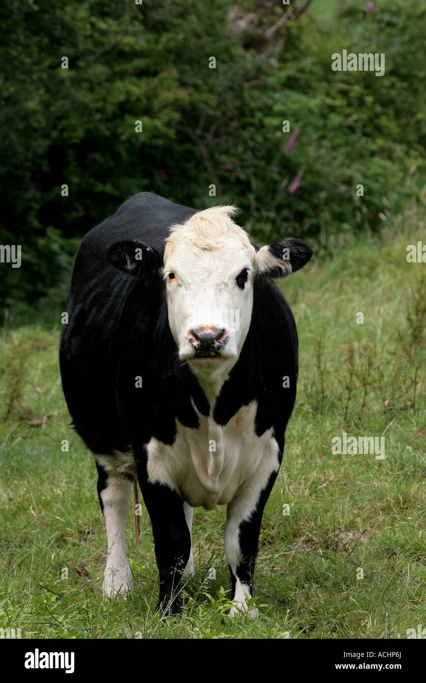 Cow in field Stock Photo - Alamy