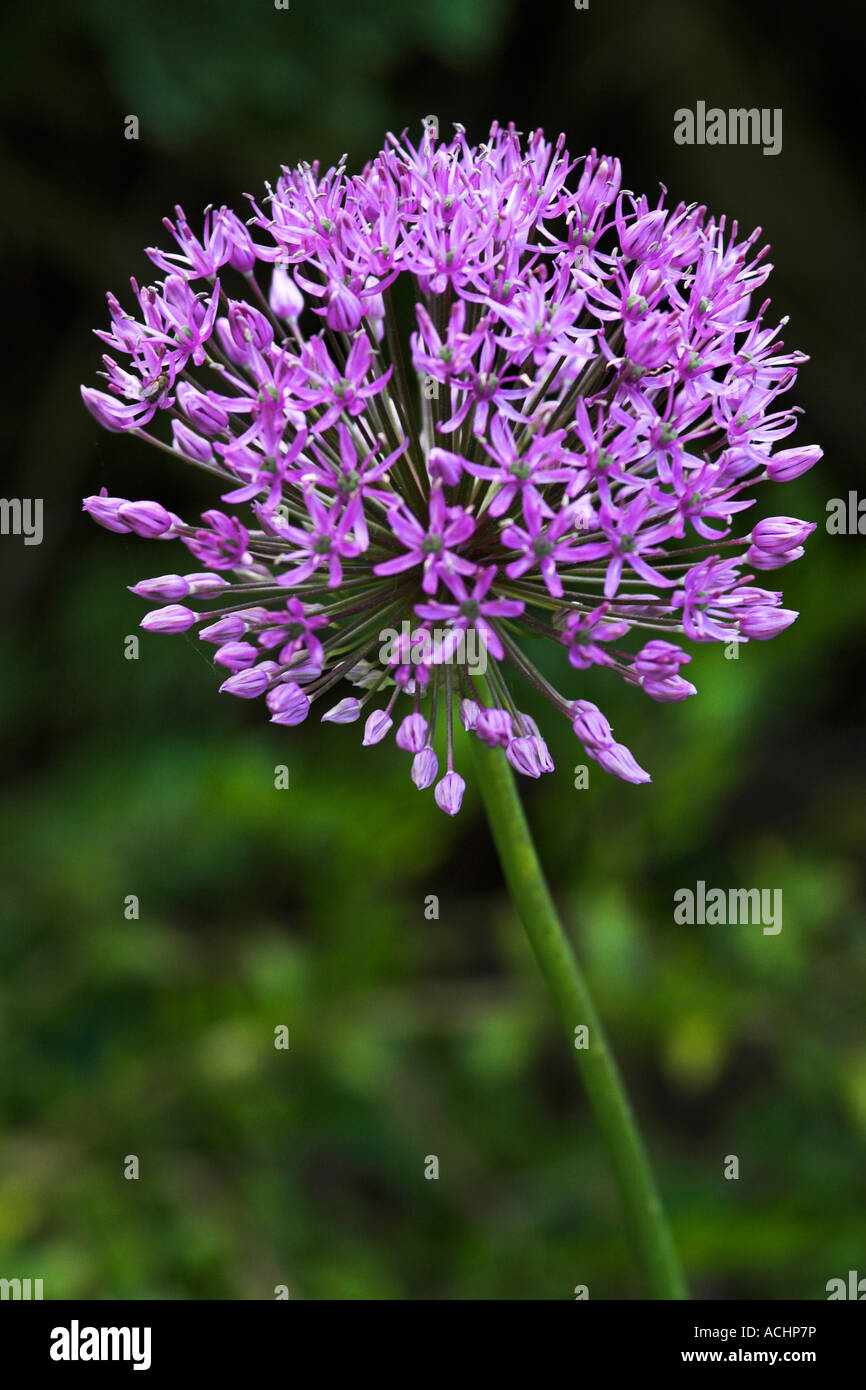Allum flower hi-res stock photography and images - Alamy