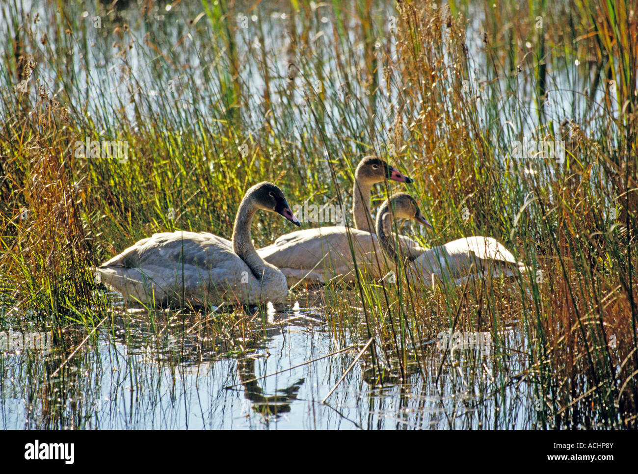 Swans at Seney National Wildlife Refuge in Upper Peninsula, Michigan ...